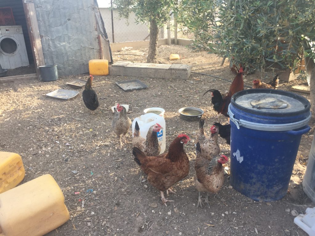 _File_004_ - הרשות לפיתוח הנגב